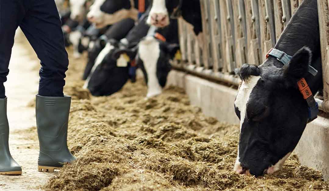 Afra Protein - افرا