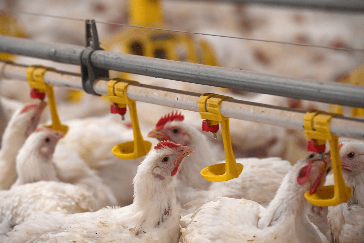 Afra Protein - افرا